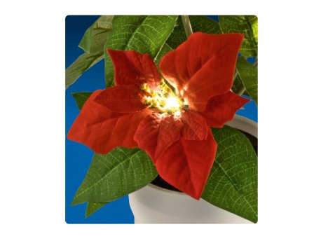 HOME Ukrasno cveće božićna zvezda sa LED diodama SCF5 ...